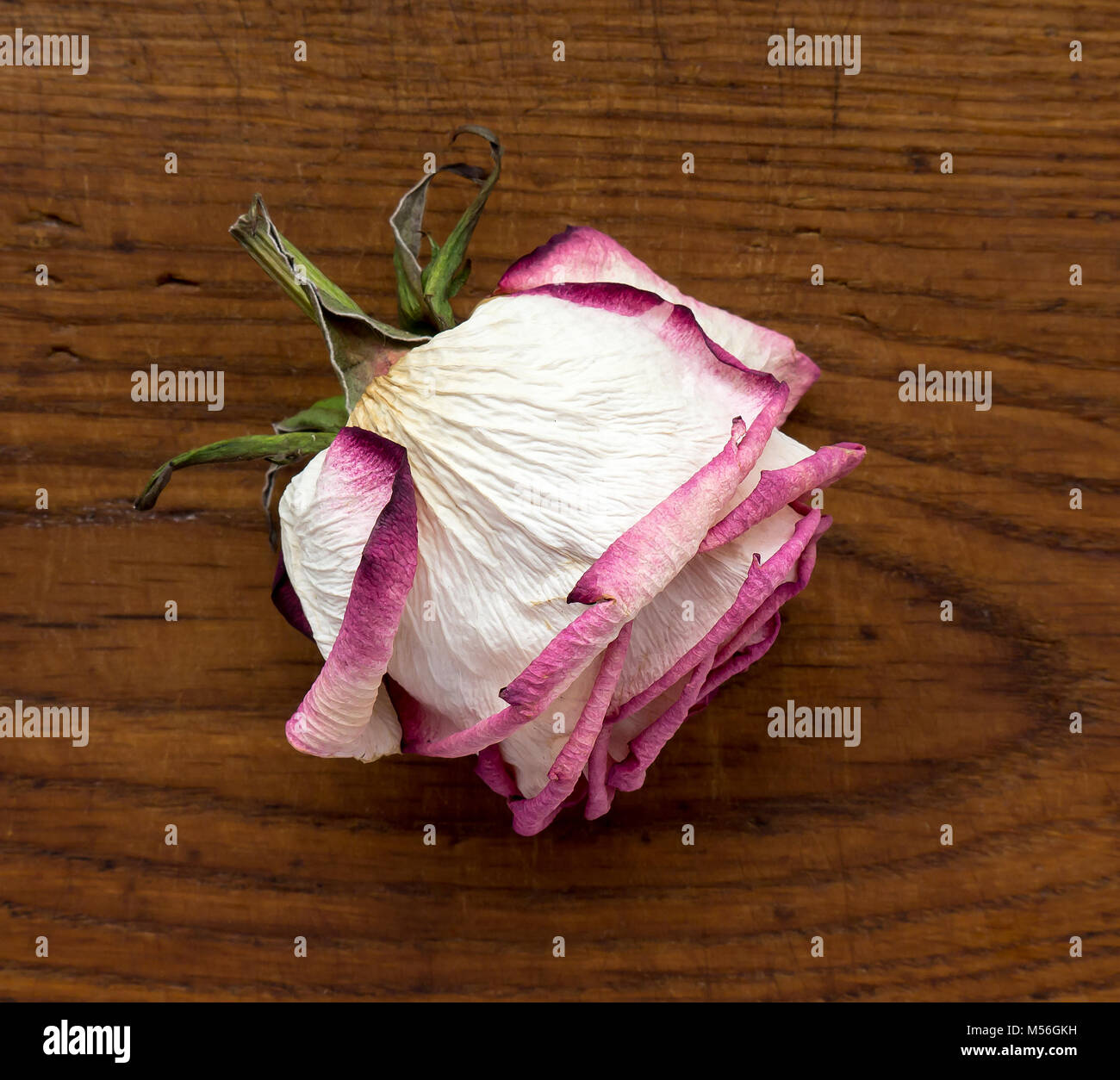 The nature dried rose Stock Photo - Alamy