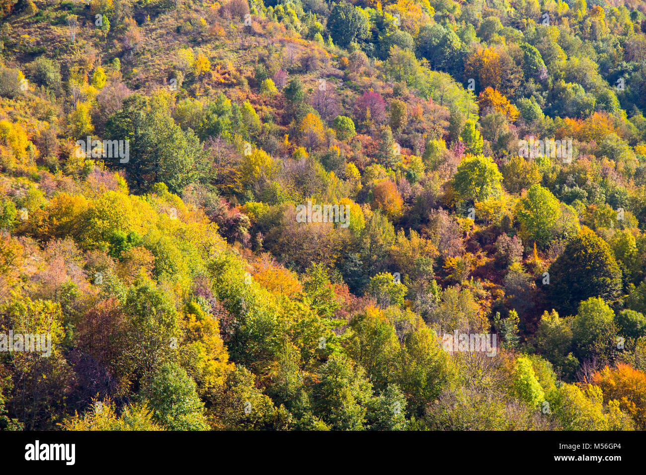 The mountain autumn landscape with colorful forest Stock Photo - Alamy