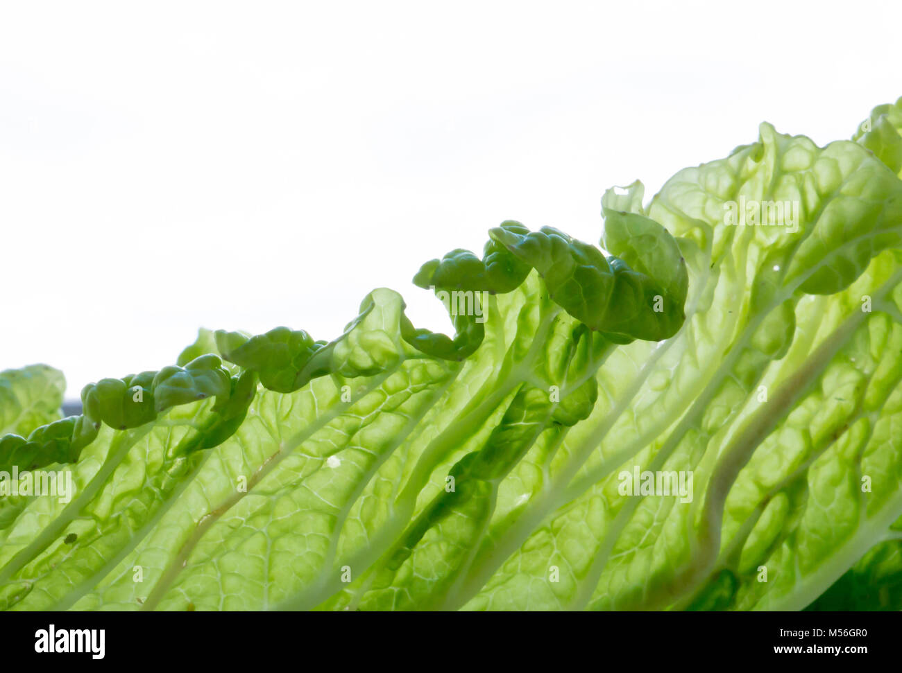 The Cabbage leaf background and texture Stock Photo - Alamy