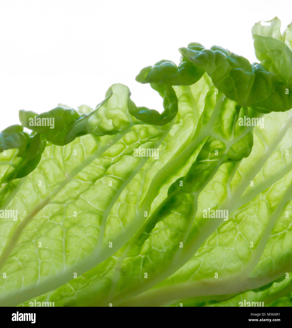 The Cabbage leaf background and texture Stock Photo - Alamy
