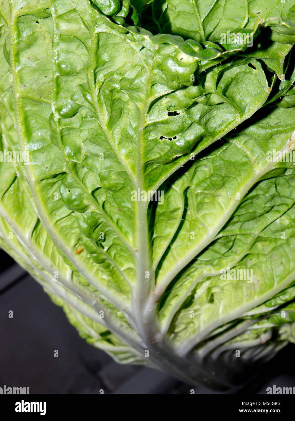 The Cabbage leaf background and texture Stock Photo - Alamy