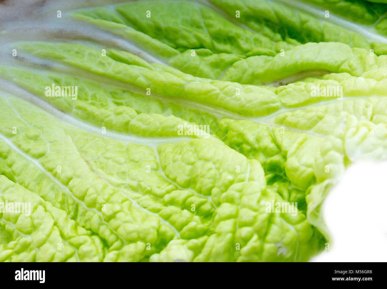 The Cabbage leaf background and texture Stock Photo - Alamy