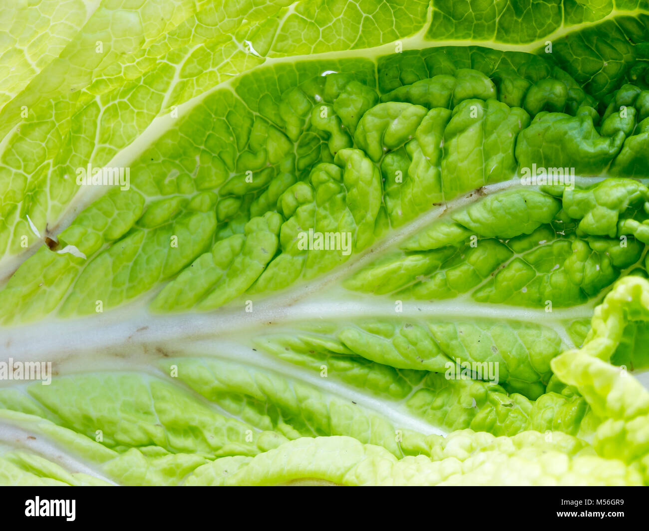 The Cabbage leaf background and texture Stock Photo - Alamy