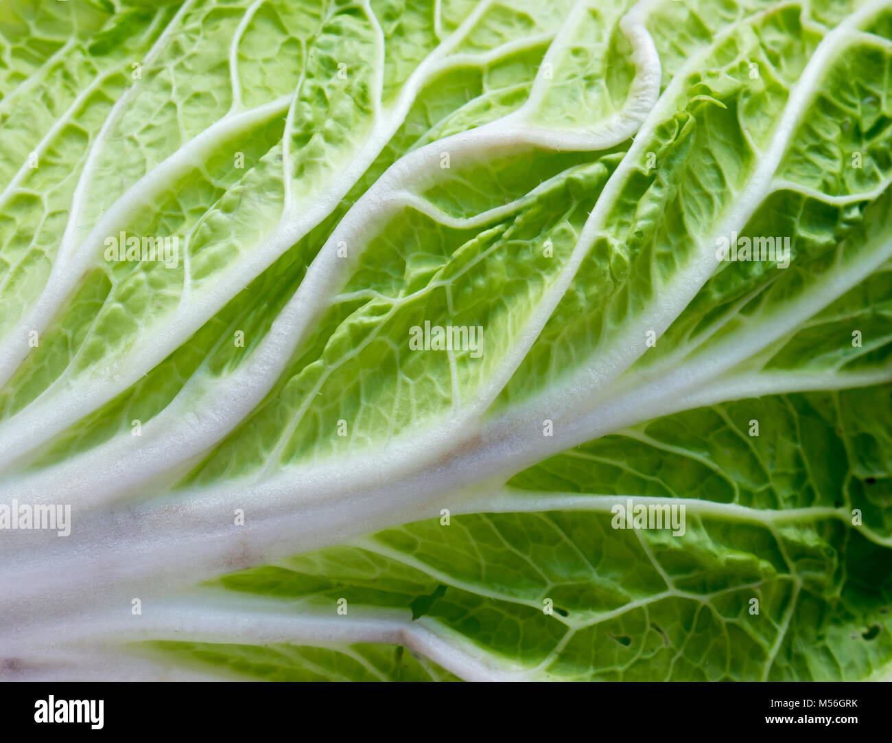 The Cabbage leaf background and texture Stock Photo - Alamy