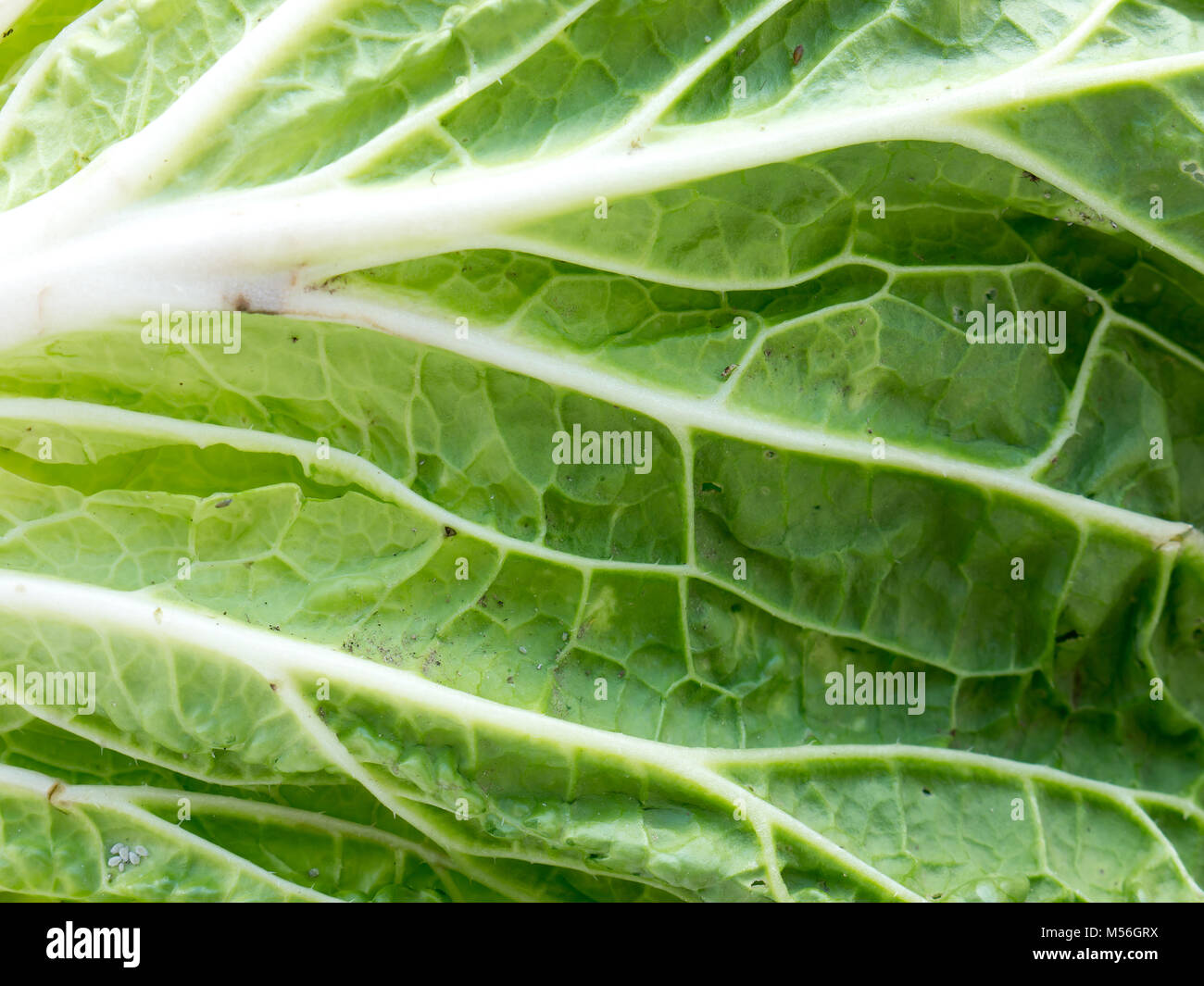 The Cabbage leaf background and texture Stock Photo - Alamy