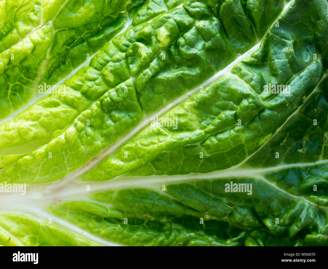 The Cabbage leaf background and texture Stock Photo - Alamy