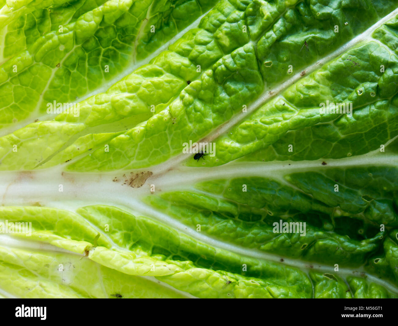 The Cabbage leaf background and texture Stock Photo - Alamy