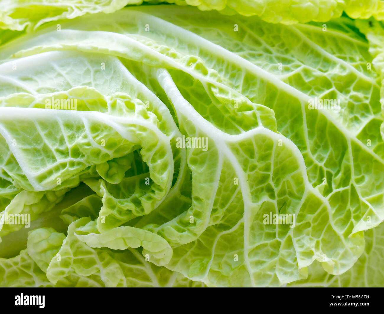 The Cabbage leaf background and texture Stock Photo - Alamy