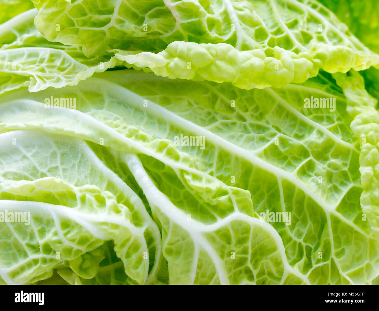 The Cabbage leaf background and texture Stock Photo - Alamy