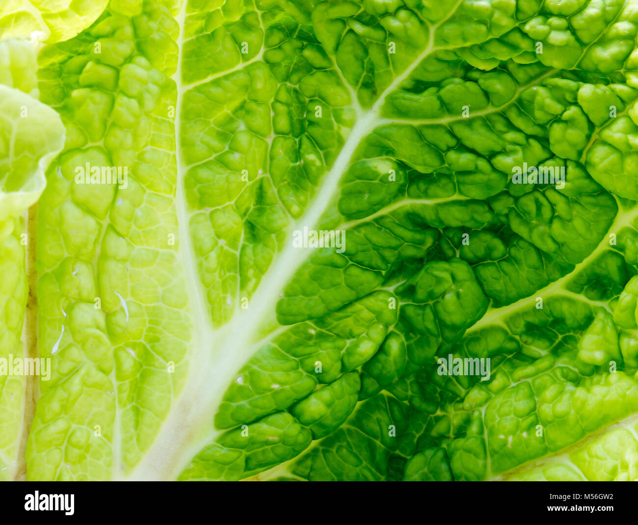 The Cabbage leaf background and texture Stock Photo - Alamy