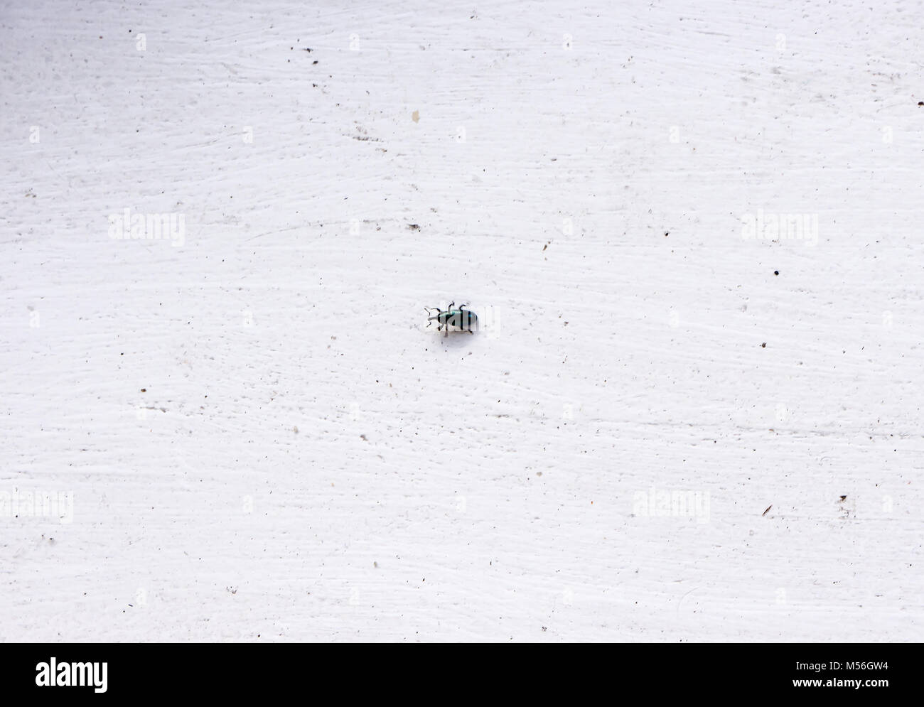 The insect bug Stock Photo - Alamy