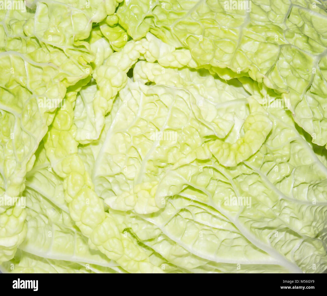 The Cabbage leaf background and texture Stock Photo - Alamy
