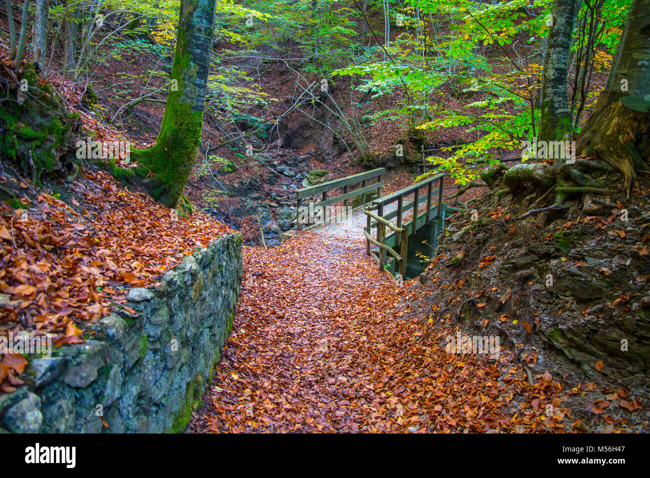 Autumn forest with wood bridge over creek in beeches forest with trees ...