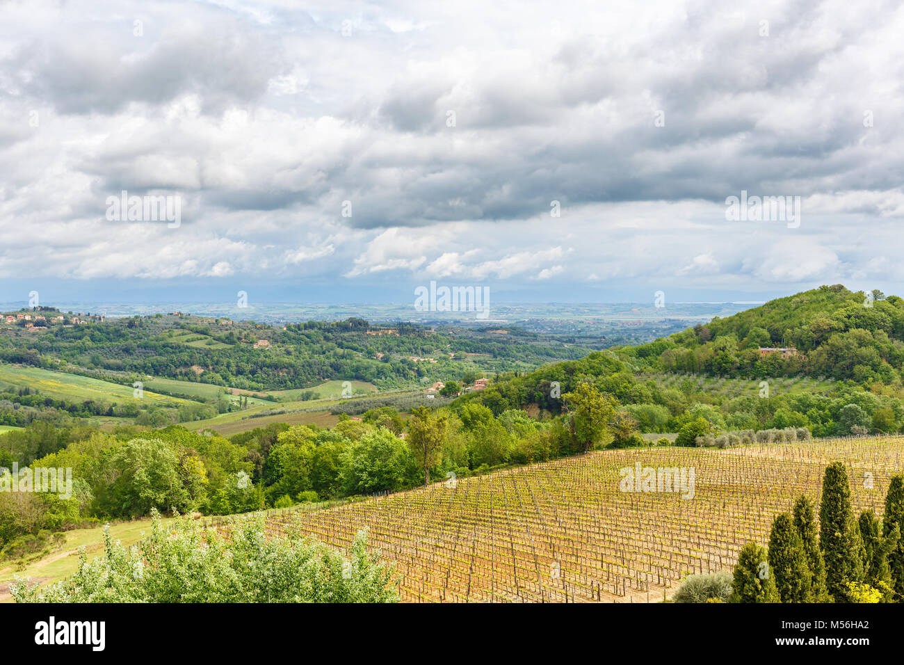 Vineyard in a rolling rural Italian landscape Stock Photo - Alamy