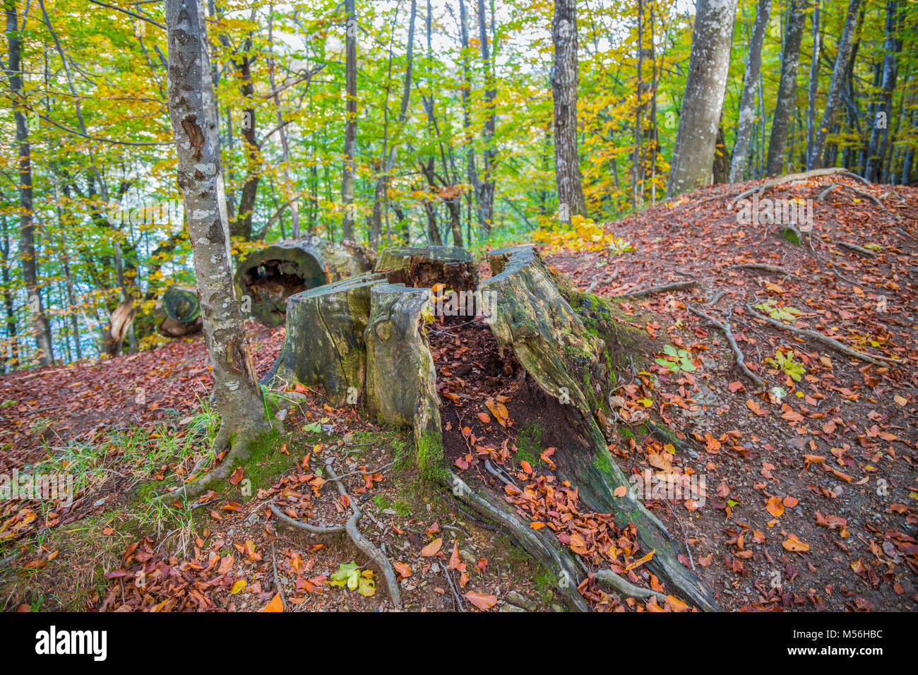 Driving under trees hi-res stock photography and images - Alamy