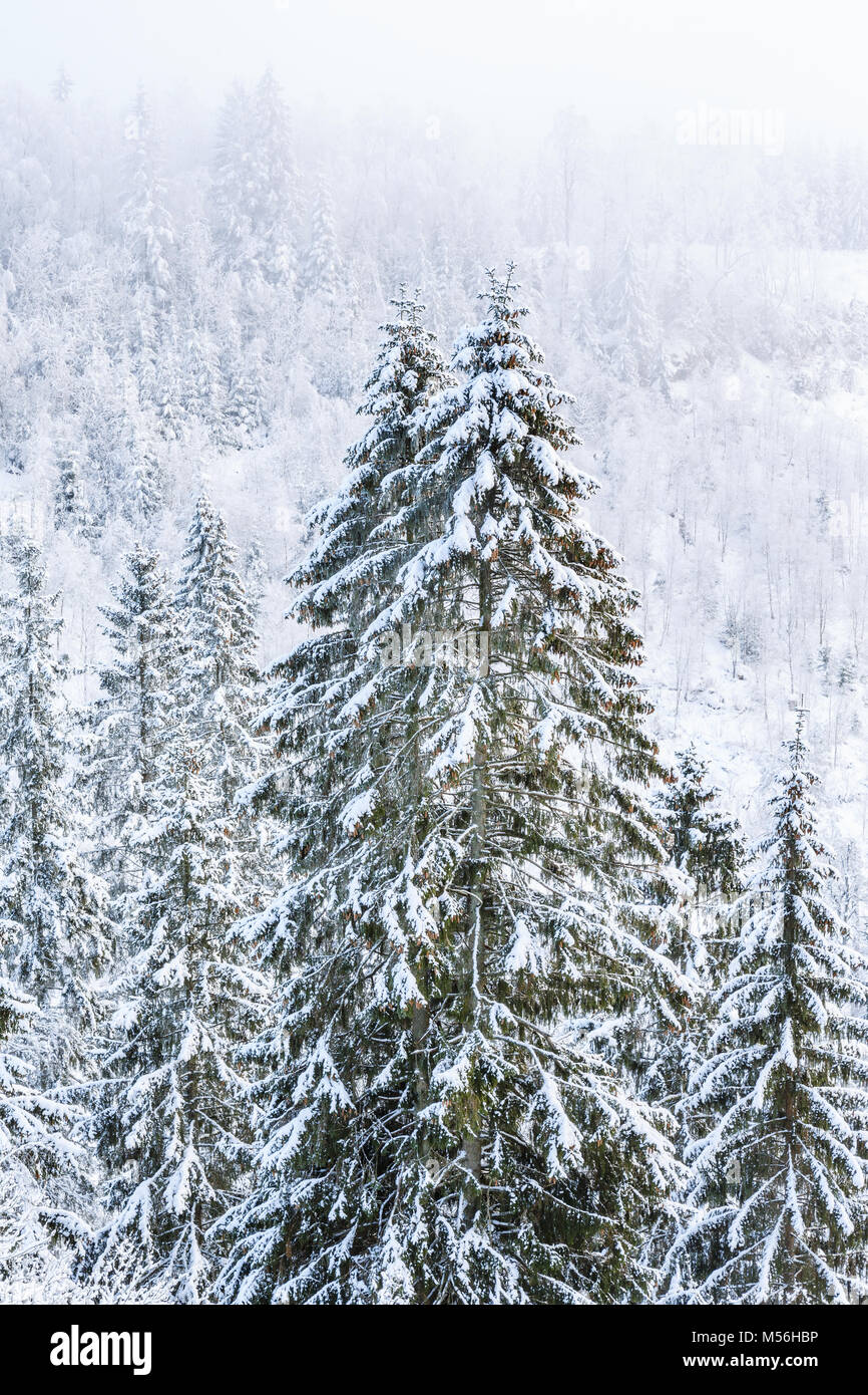 Spruce trees with snow and frost Stock Photo - Alamy