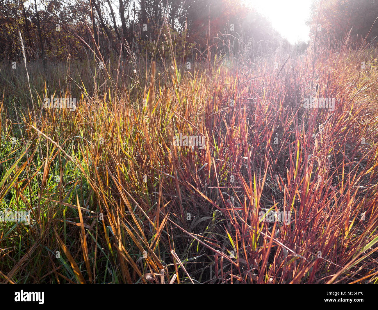 The nature grass background and texture Stock Photo - Alamy