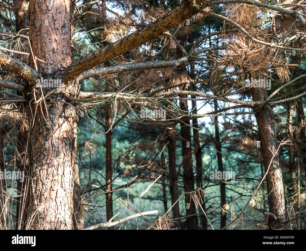 Branch background and texture Stock Photo - Alamy