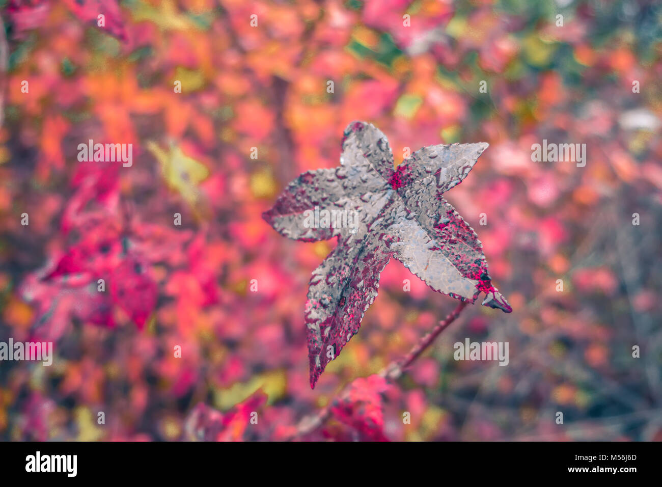 Changing season color hi-res stock photography and images - Alamy