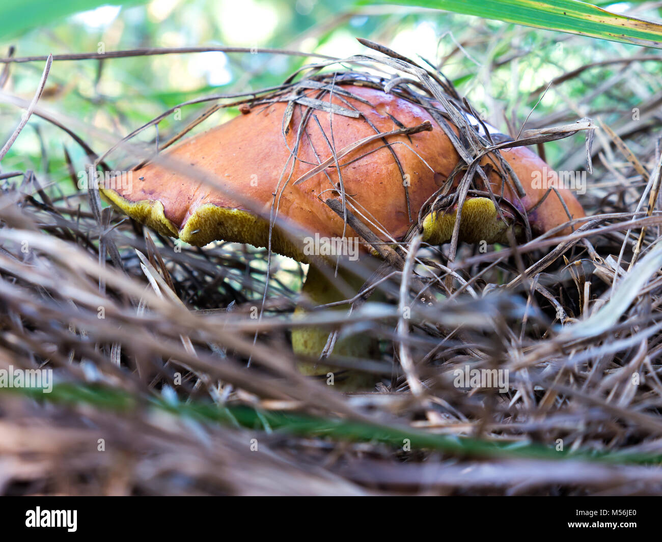 The nature vegetable mushroom ,Suillus luteus on a forest background ...