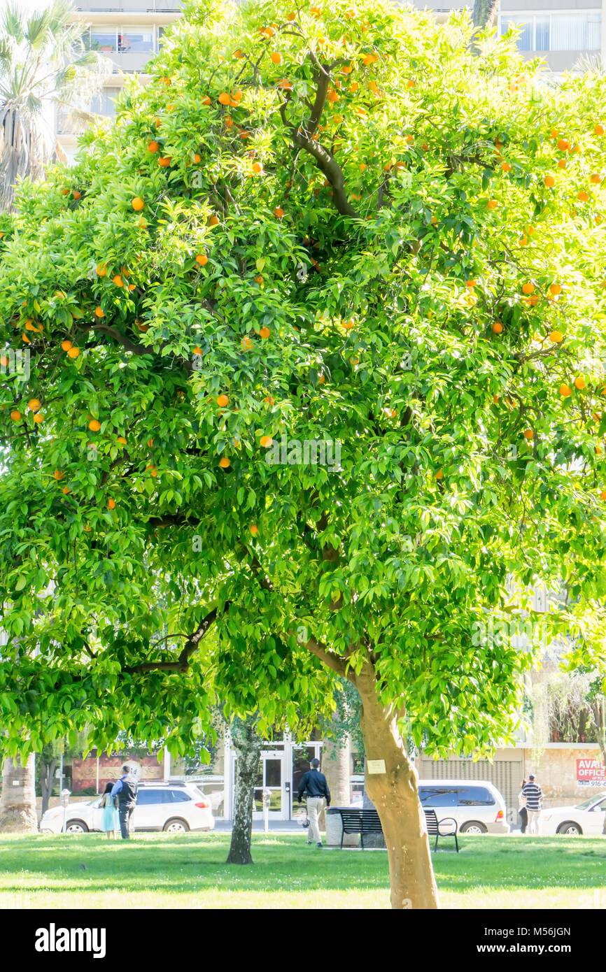 california bright orange fruit tree in downtown sacramento in ...