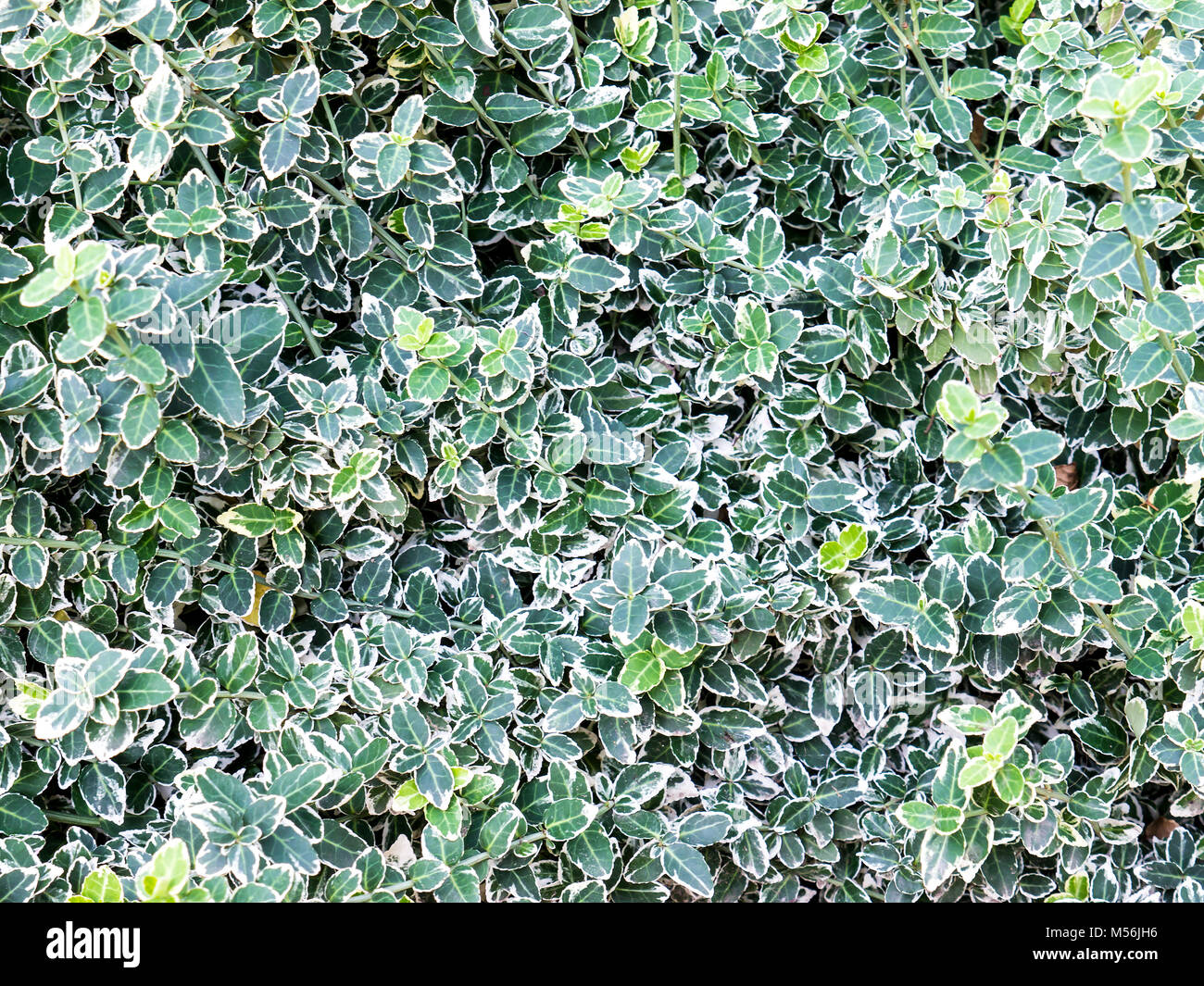 The nature grass background and texture Stock Photo - Alamy