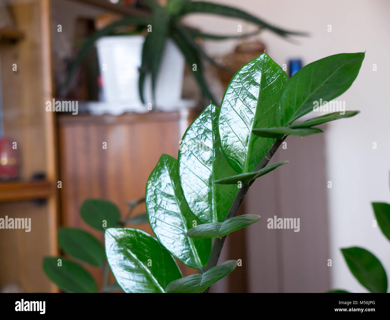 Green Leaf object Stock Photo - Alamy