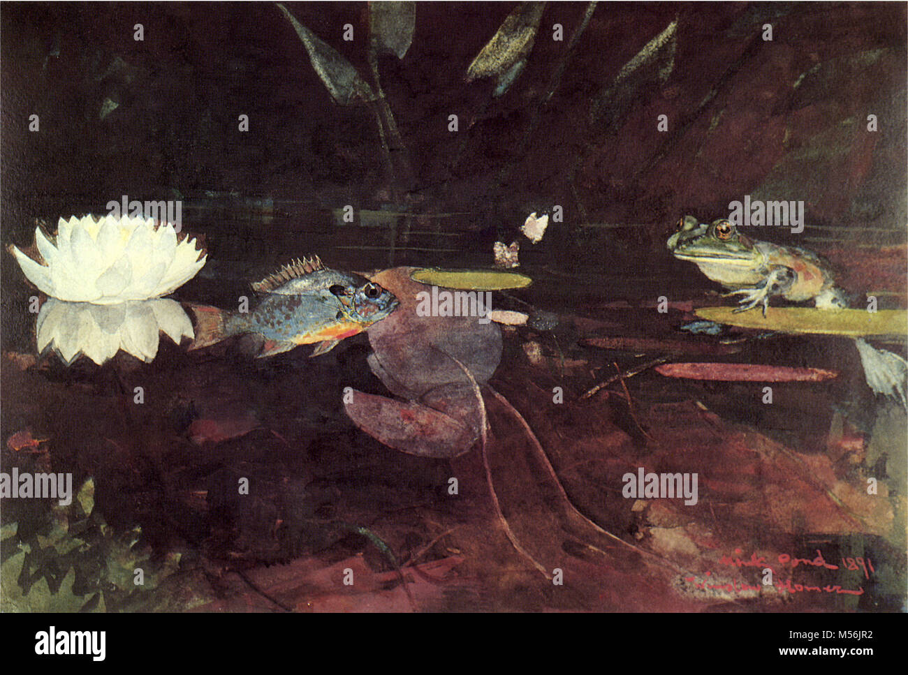 American mink fish hi-res stock photography and images - Alamy