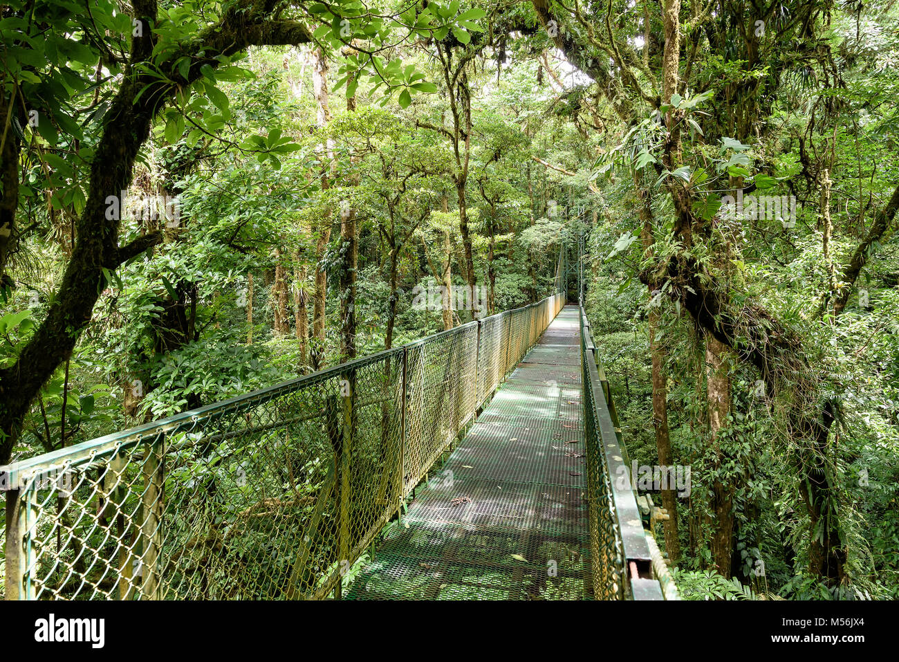 Rope bridge jungle hi-res stock photography and images - Alamy