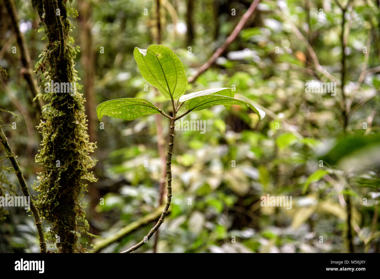 Guyana jungle hi-res stock photography and images - Alamy