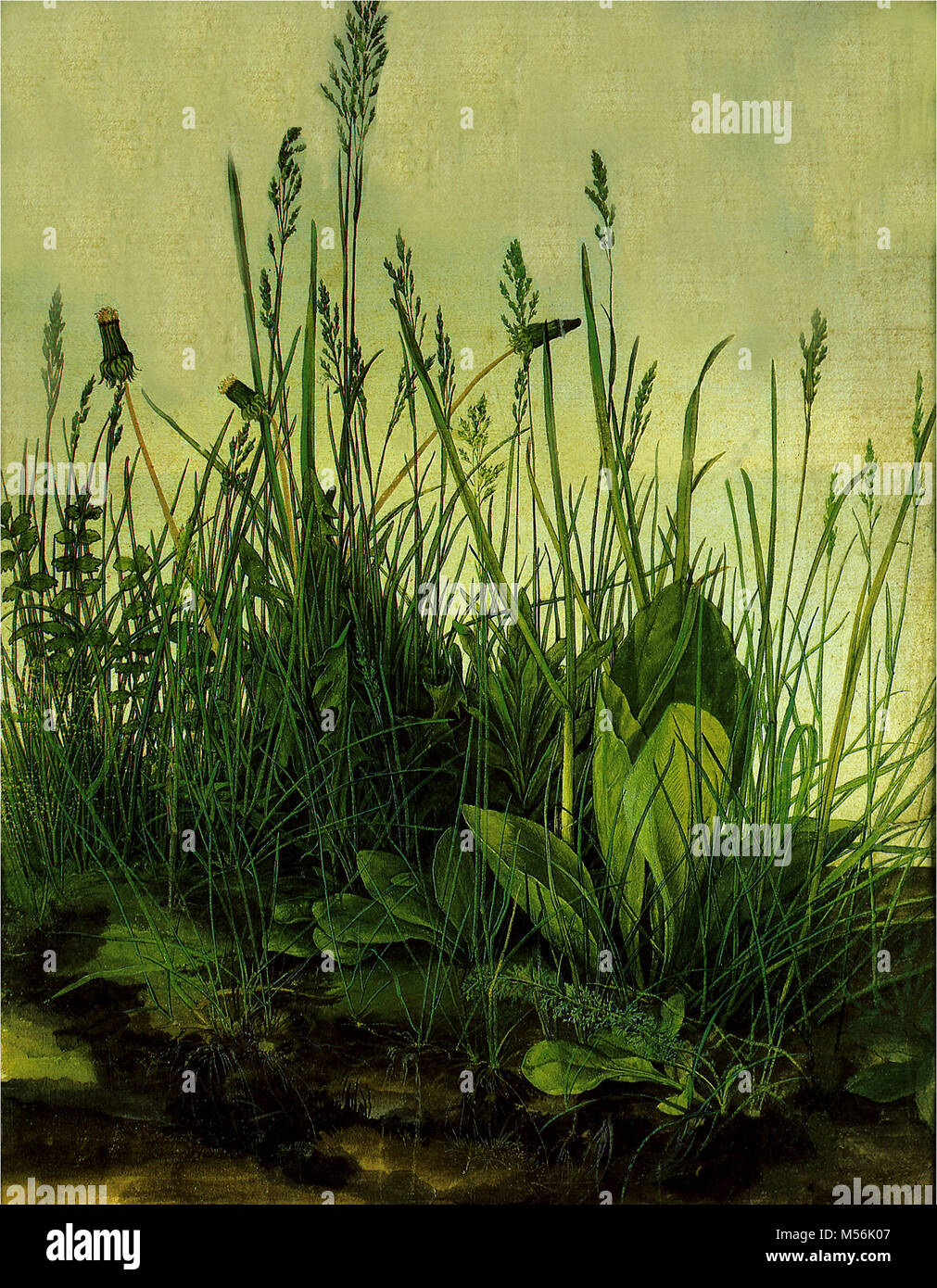 Great Piece of Turf,The Stock Photo - Alamy