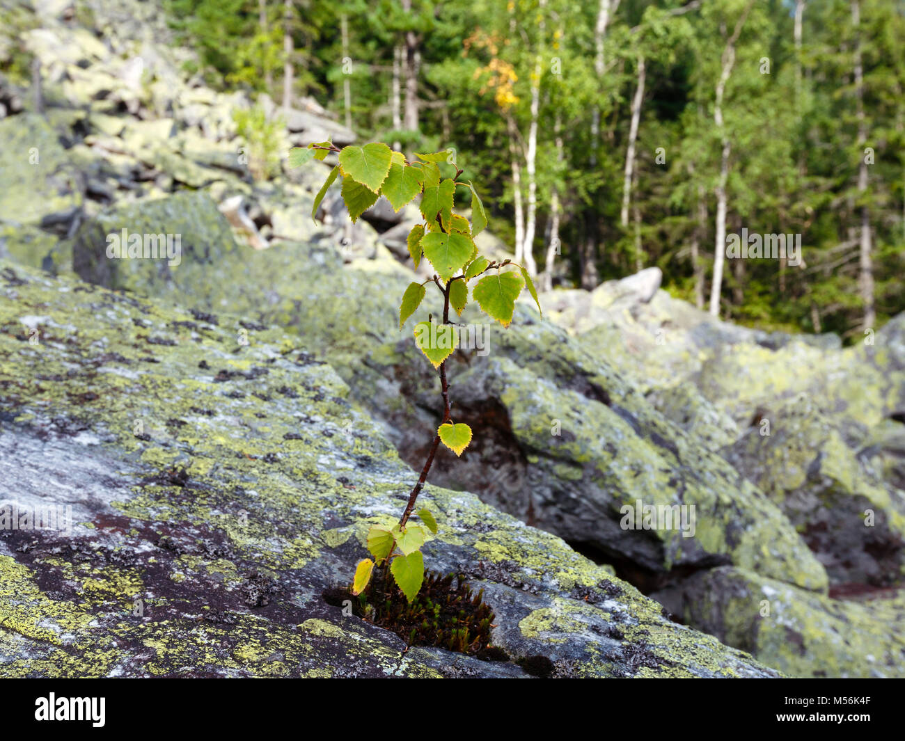 Small birch tree grows up on stone Stock Photo - Alamy
