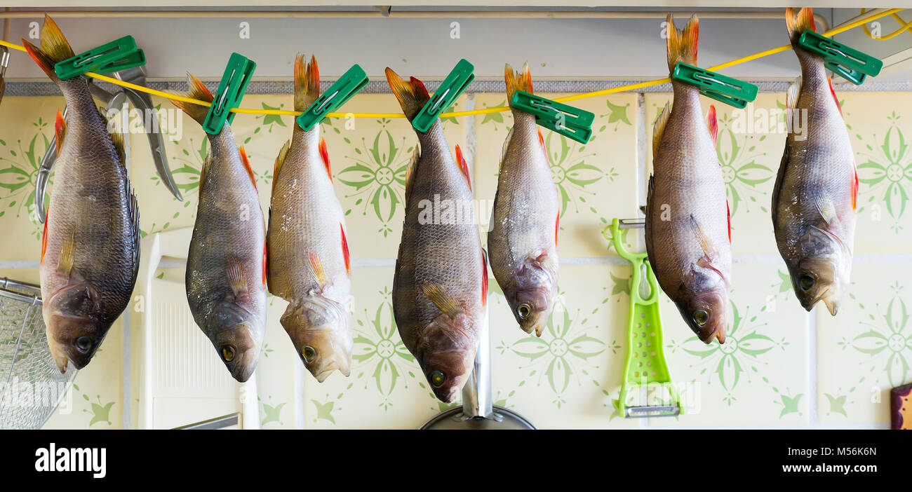 The Kitchen backgrounds and fish objects Stock Photo - Alamy
