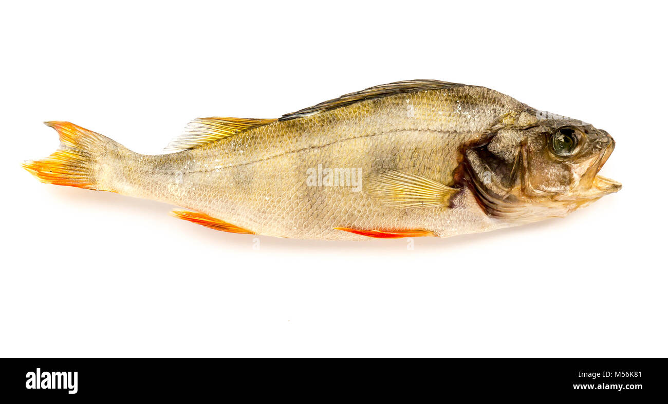 Pink perch fish Cut Out Stock Images & Pictures - Alamy