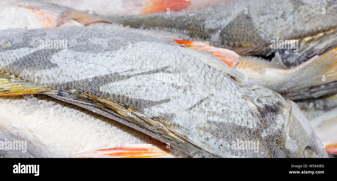The Fish Perch frozen object Stock Photo - Alamy