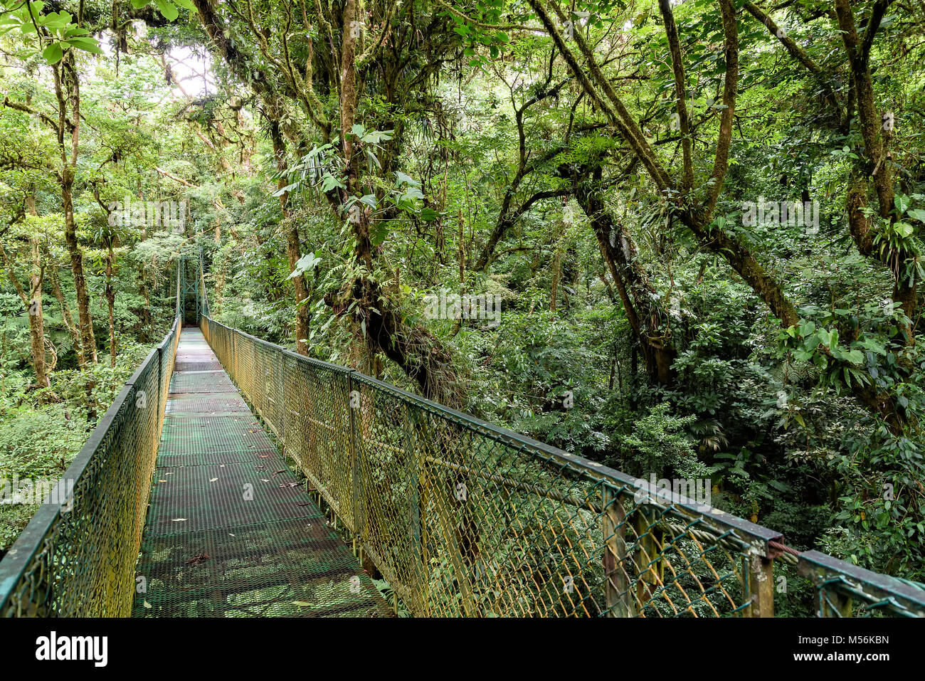 Rope bridge jungle hi-res stock photography and images - Alamy