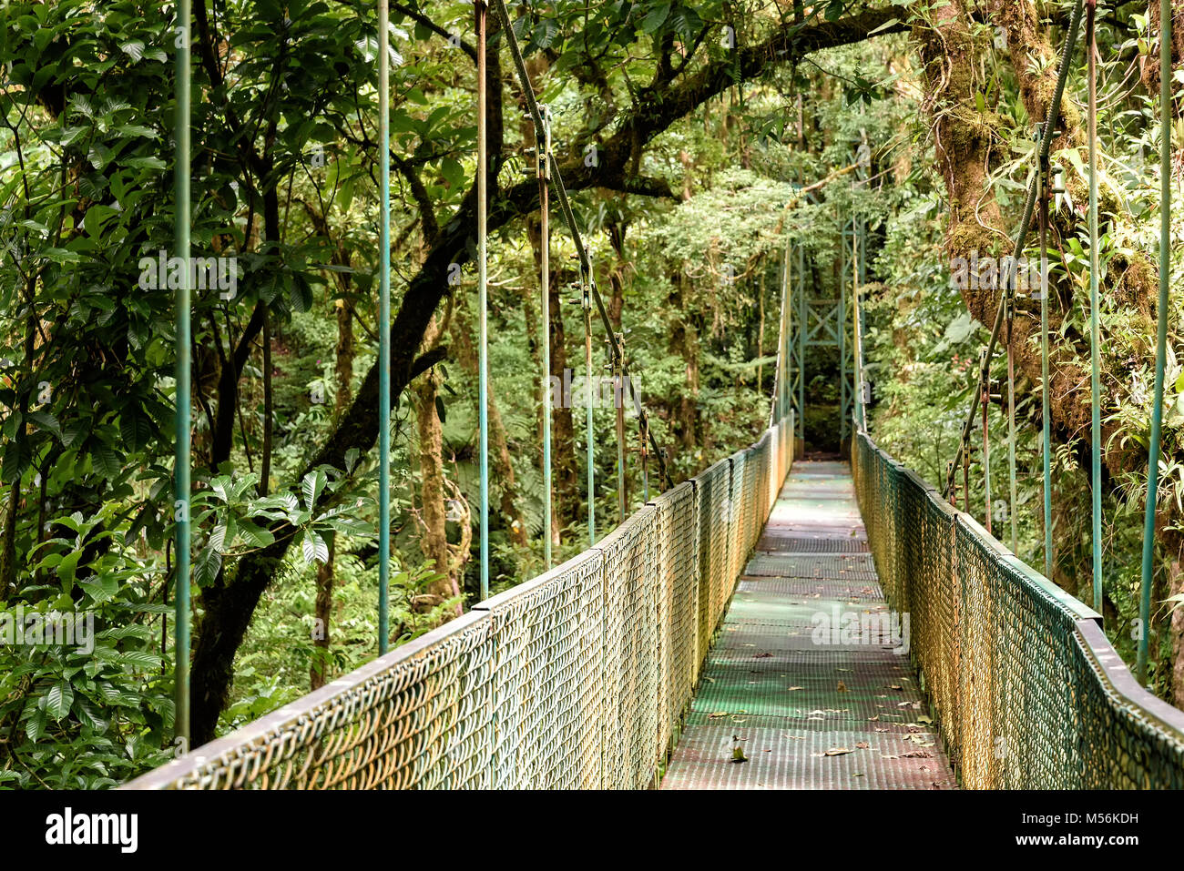 Rope bridge jungle hi-res stock photography and images - Alamy
