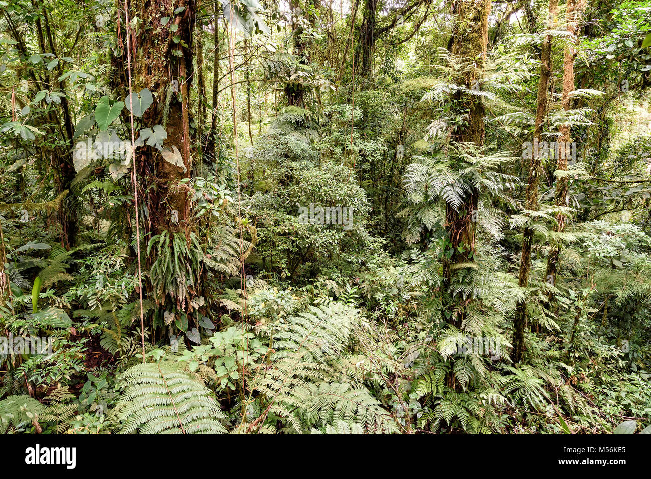 Suriname jungle hi-res stock photography and images - Alamy