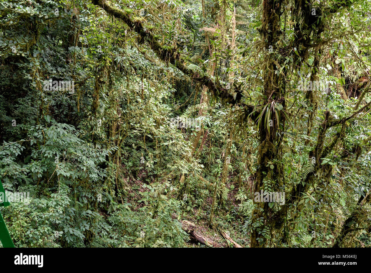 Jungle guyana hi-res stock photography and images - Alamy