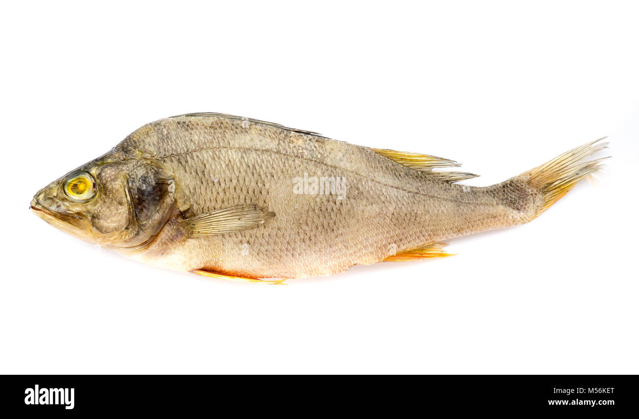 Pink perch fish Cut Out Stock Images & Pictures - Alamy