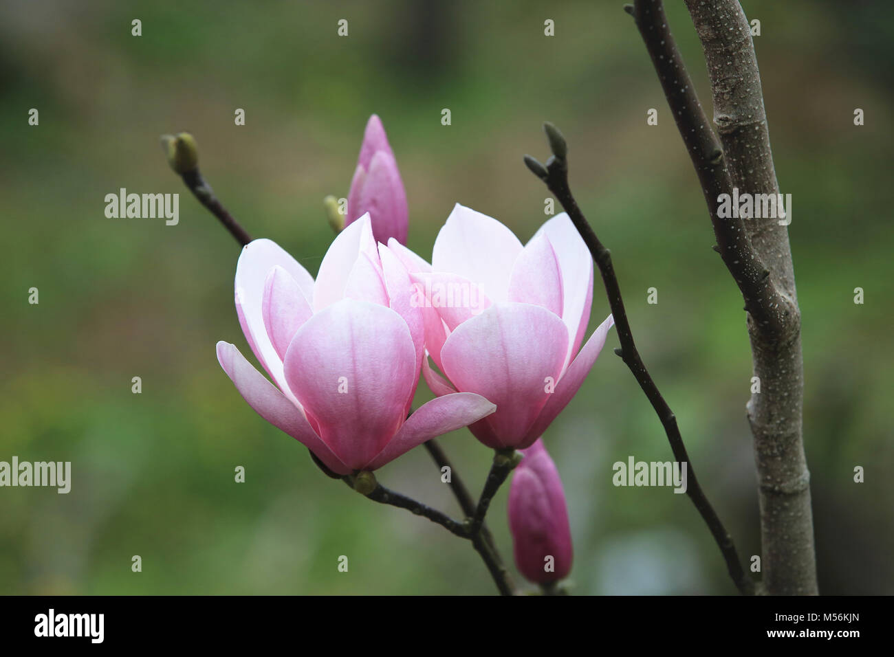 Lotus-flowered Magnolia,beautiful purple with white flowers and buds ...