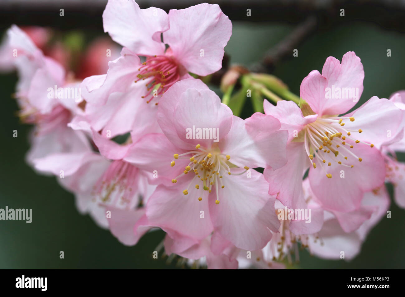 Gorgeous spring cherry blossoms hi-res stock photography and images - Alamy