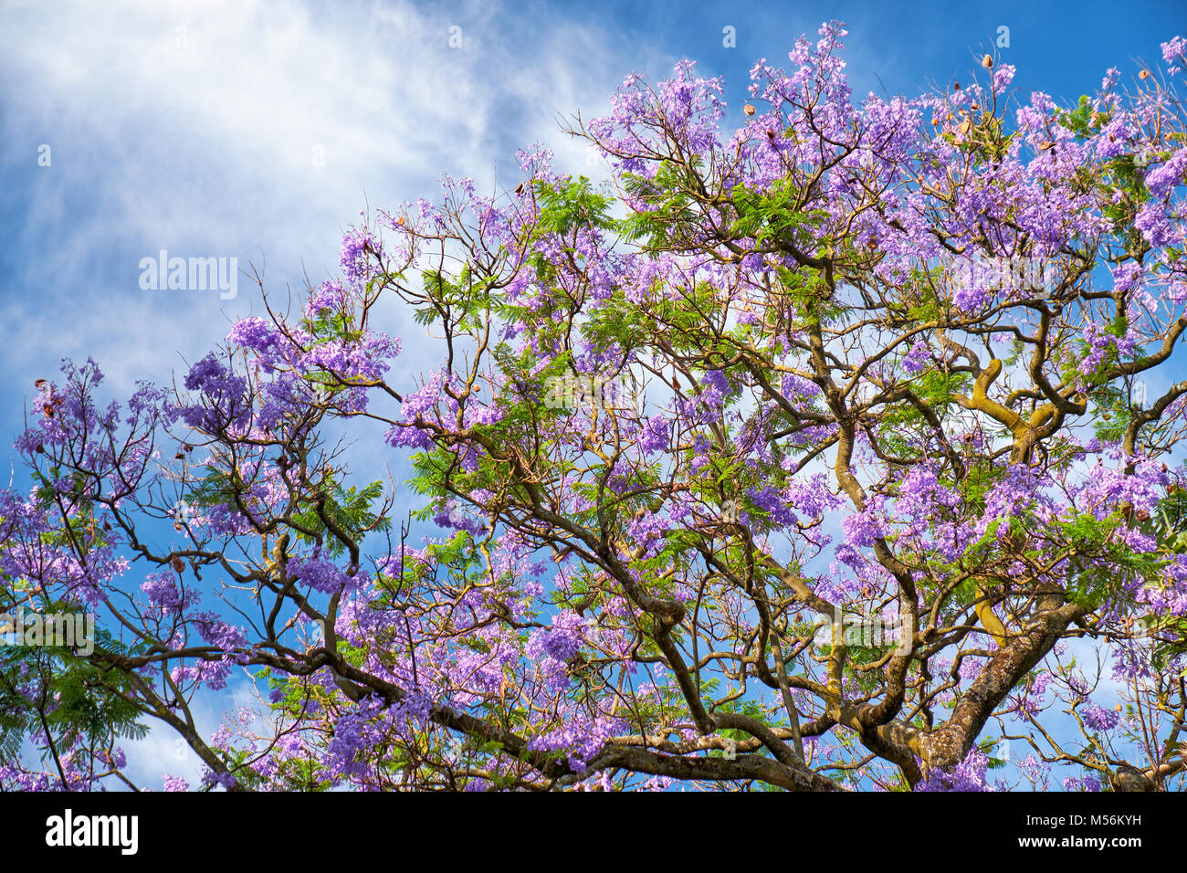 Poui blossom hi-res stock photography and images - Alamy