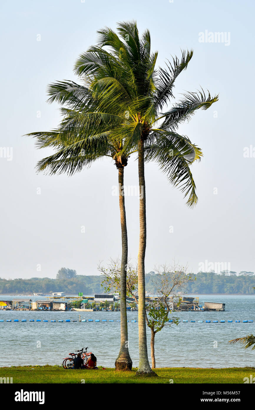 Coconut trees hi-res stock photography and images - Alamy
