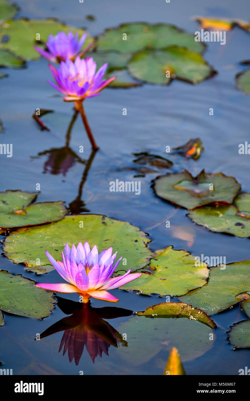 Purple waterlily with reflection Stock Photo - Alamy
