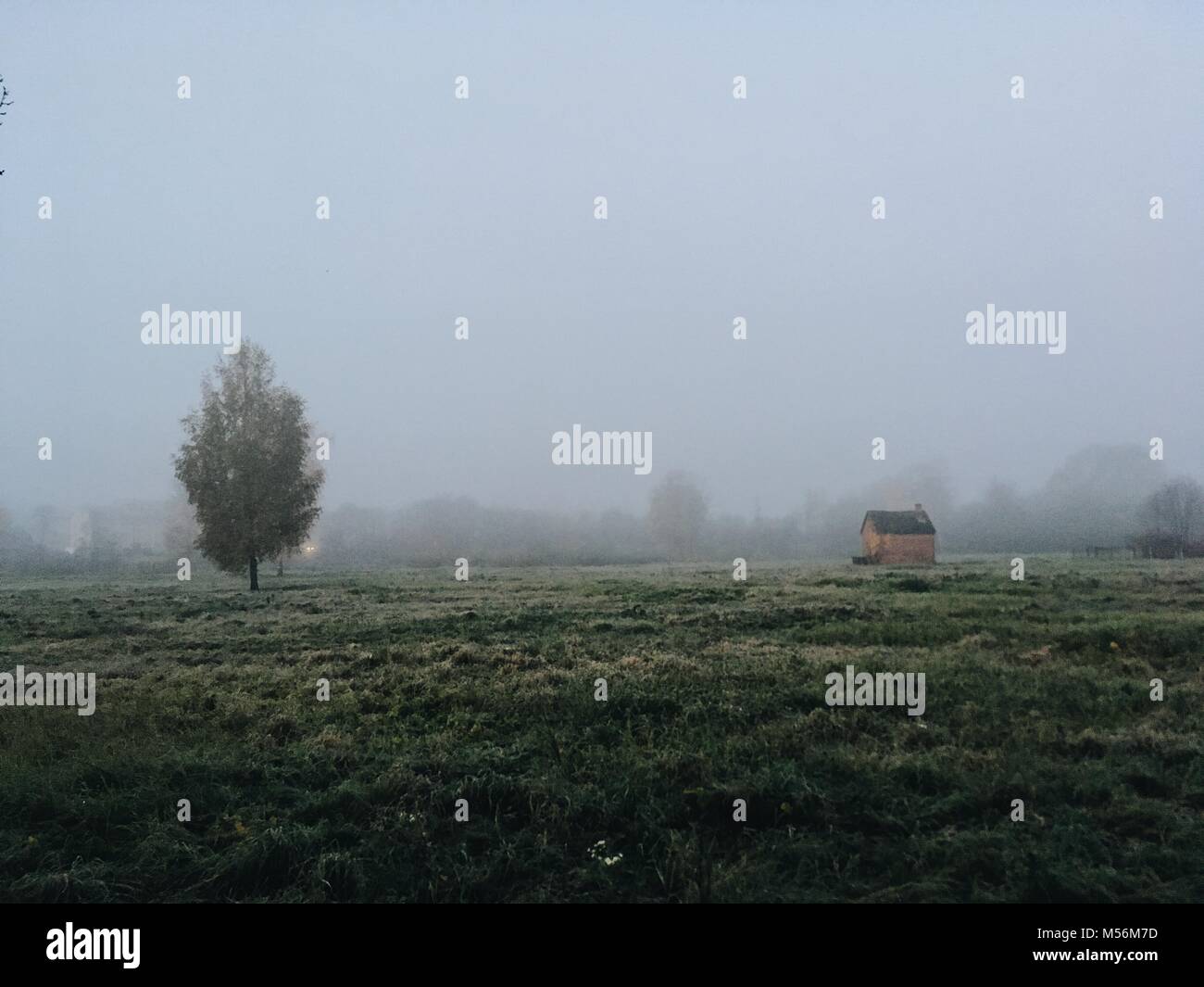 Grass field. Beautiful foggy morning scene with a little shed Stock ...