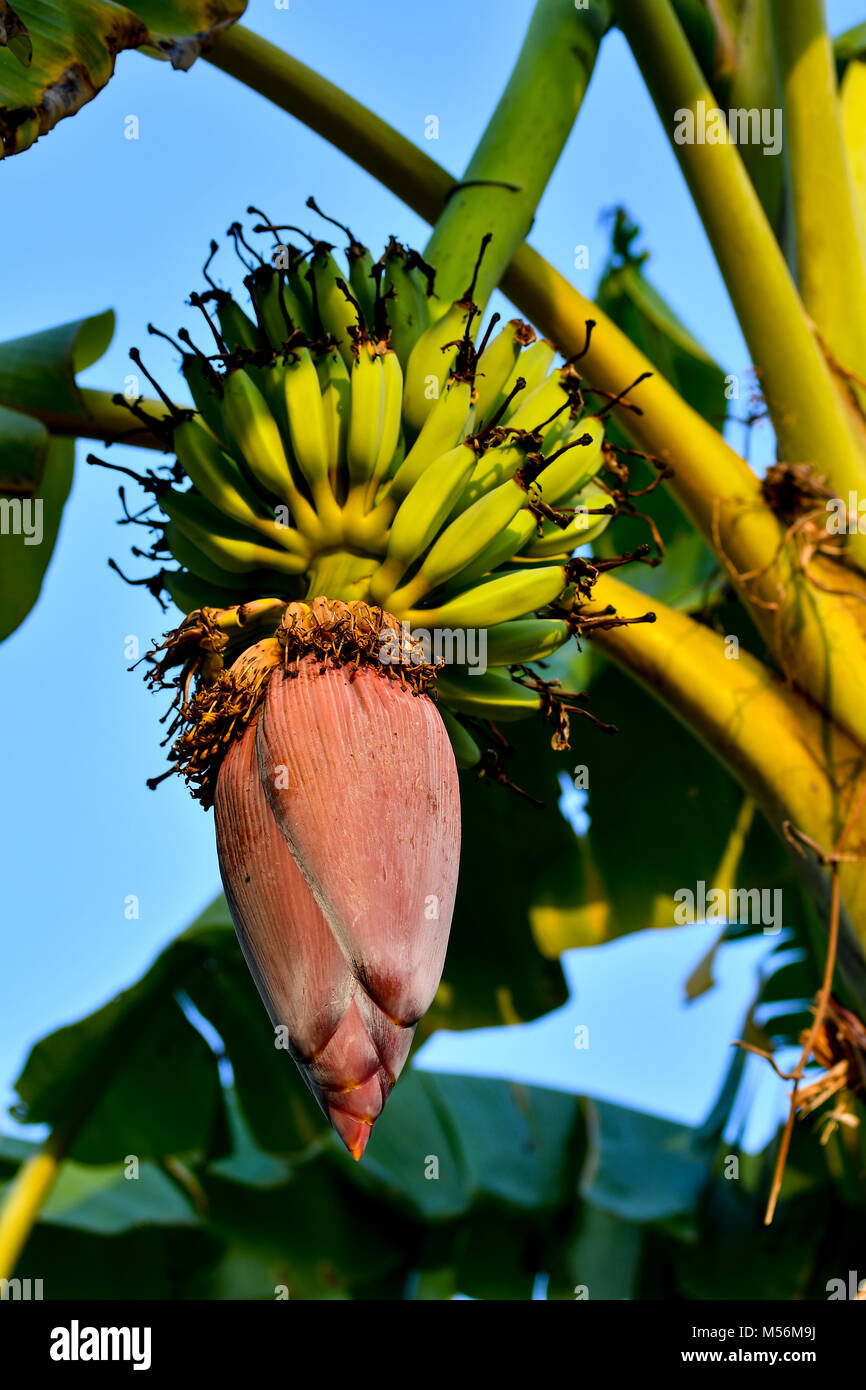 Banana flower hi-res stock photography and images - Alamy