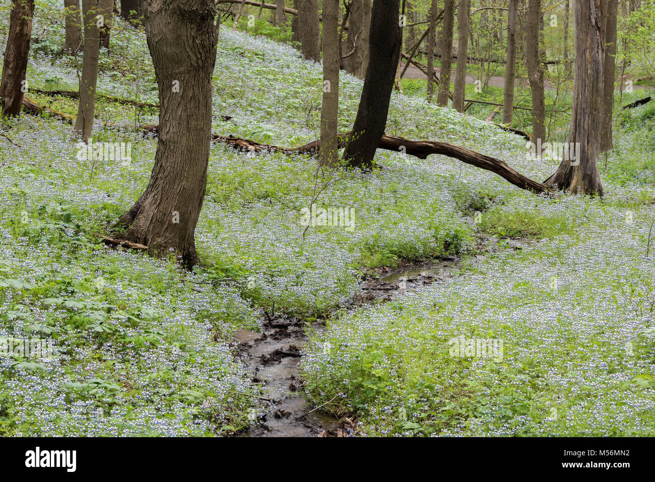 Blue-eyed Mary (Collinsia verna) carpeting the forest floor in Braddock ...