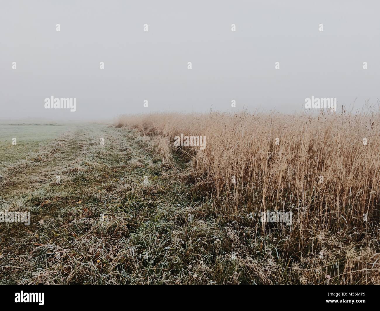 White nothing behind wheat field. Harsh autumn scene with fog Stock ...