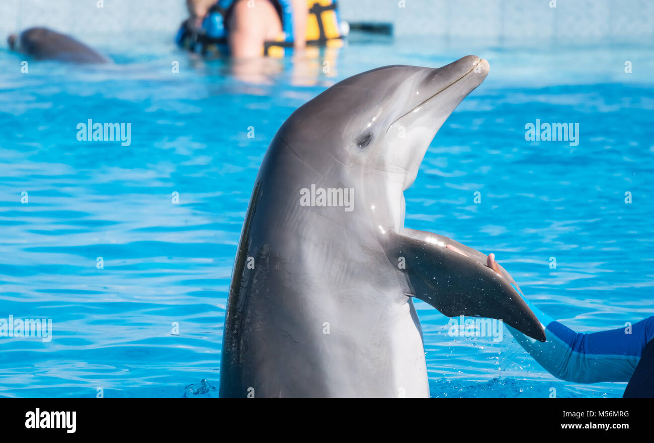 Dolphin shaking trainer's hand. Blue water background Stock Photo - Alamy